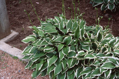 Hosta 'Albo-marginata' habit image 1 of 1