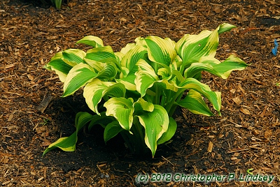 Hosta 'Atlantis' habit image 1 of 1