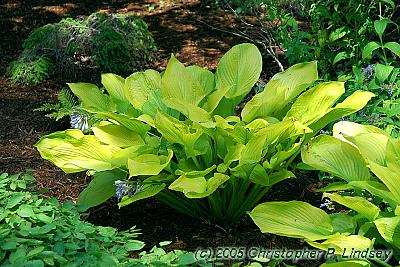 Hosta 'Daybreak' habit image 1 of 2