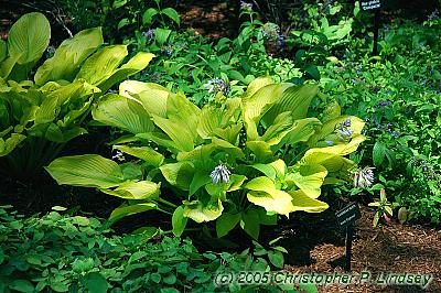Hosta 'Daybreak' habit image 2 of 2