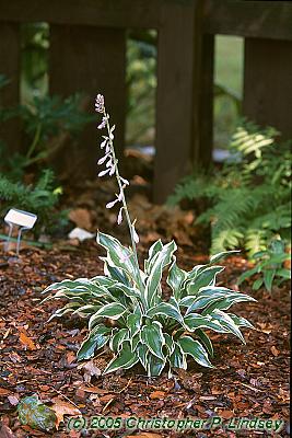Hosta 'Dark Star' flowers image 1 of 1