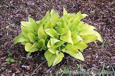 Hosta 'Fortunei Aurea' habit image 1 of 1