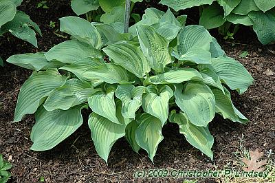 Hosta 'Guardian Angel' habit image 1 of 2
