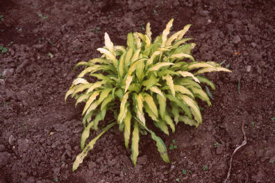 Hosta 'Kabitan' habit image 1 of 1