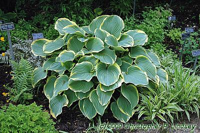 Hosta 'Sagae' habit image 2 of 2