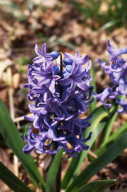 Hyacinthus orientalis flowers 1 of 2