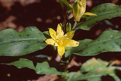 Tricyrtis flava flowers image 1 of 1