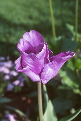 Tulipa 'Blue Parrot' flowers image 1 of 1