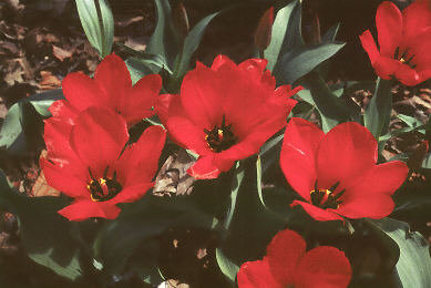 Tulipa fosteriana 'Red Emperor' flowers image 1 of 1