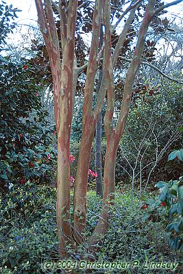 Lagerstroemia indica bark image 3 of 3