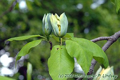 Magnolia acuminata flowers image 1 of 2