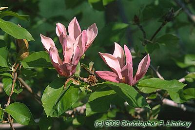 Magnolia x brooklynensis 'Evamaria' flowers image 2 of 2