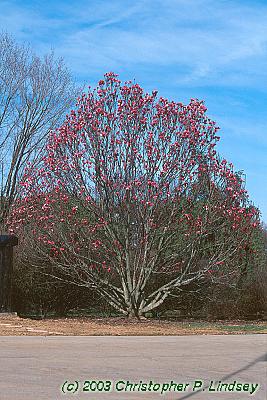 Magnolia 'Galaxy' habit image 1 of 1