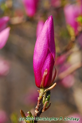 Magnolia 'Jane' flowers image 3 of 3