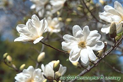 Magnolia ×loebneri 'Spring Snow' flowers 3 of 3