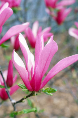 Magnolia 'Randy' flowers image 1 of 3