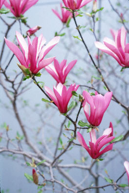 Magnolia 'Randy' flowers image 2 of 3