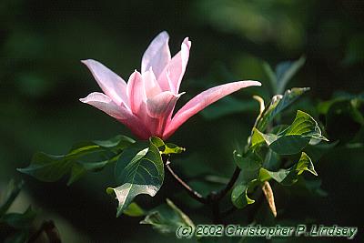Magnolia 'Raspberry Ice' flowers image 1 of 2