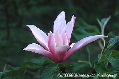 Magnolia 'Raspberry Ice' flowers image 2 of 2