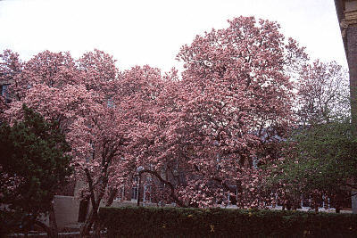 Magnolia soulangiana habit image 1 of 5