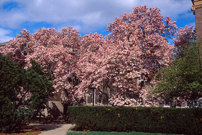 Magnolia soulangiana habit image 2 of 5