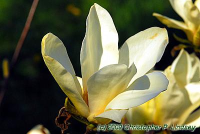 Magnolia 'Yellow Fever' flowers image 2 of 2