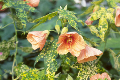 Abutilon pictum 'Thompsonii' flowers image 1 of 1