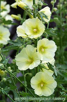 Alcea rugosa flowers image 2 of 3
