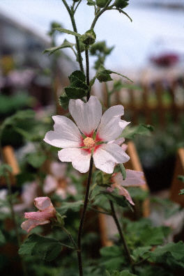 Lavatera 'White Satin' flowers image 1 of 2
