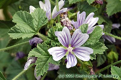 Malva sylvestris 'Primley Blue' flowers image 1 of 1