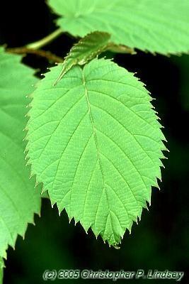 Davidia involucrata leaves image 1 of 2