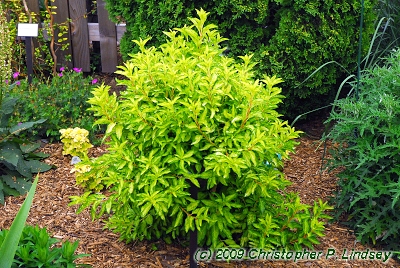 Forsythia 'Fiesta' habit image 2 of 2