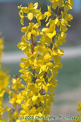 Forsythia 'Fiesta' flowers image 1 of 2