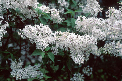 Syringa x persica 'Alba' flowers image 2 of 3