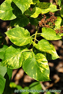 Syringa vulgaris 'Aucubaefolia' leaves image 2 of 2