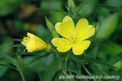 Calylophus berlandieri 'Summer Gold' flowers image 1 of 1