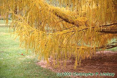 Larix decidua ssp. polonica fall color image 1 of 1