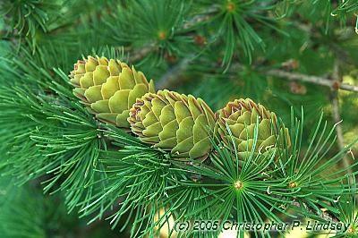 Larix gmelinii var. principis-rupprechtii fruit image 1 of 1