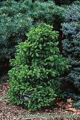 Picea wilsonii habit image 1 of 1