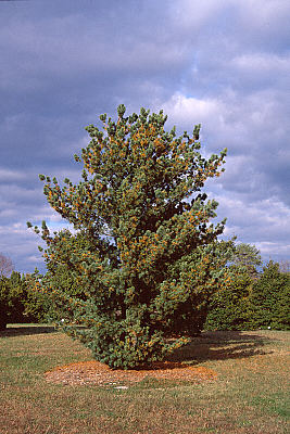 Pinus pumila habit image 1 of 1
