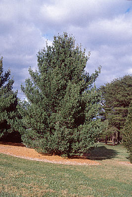 Pinus strobus 'Contorta' habit image 1 of 1