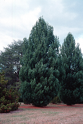 Pinus strobus 'Fastigiata' habit image 2 of 3