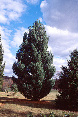 Pinus strobus 'Fastigiata' habit image 3 of 3