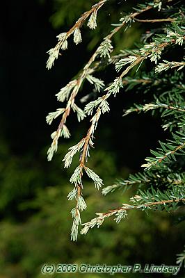 Tsuga canadensis 'Dwarf Whitetip' leaves image 1 of 3
