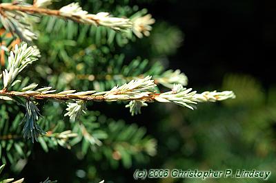 Tsuga canadensis 'Dwarf Whitetip' leaves image 2 of 3