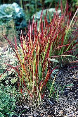 Imperata cylindrica 'Red Baron' habit image 1 of 1