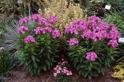Phlox paniculata 'Laura' habit image 2 of 3