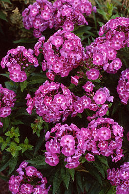 Phlox paniculata 'Laura' flowers image 2 of 2