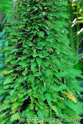 Polypodium polypodioides var. michauxianum habit image 1 of 2