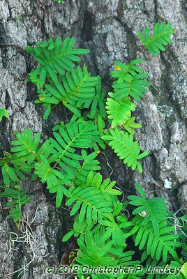 Polypodium polypodioides var. michauxianum leaves image 2 of 2